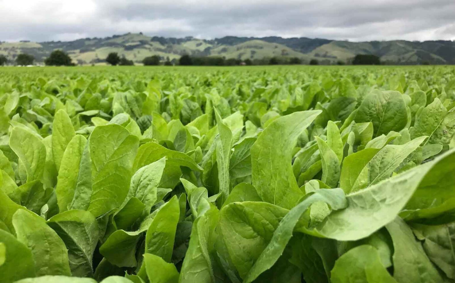 Step by step guide to establishing Chicory forage crop - Notman Pasture ...