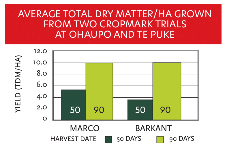 Marco Tetraploid Turnip | Notman Pasture Seeds