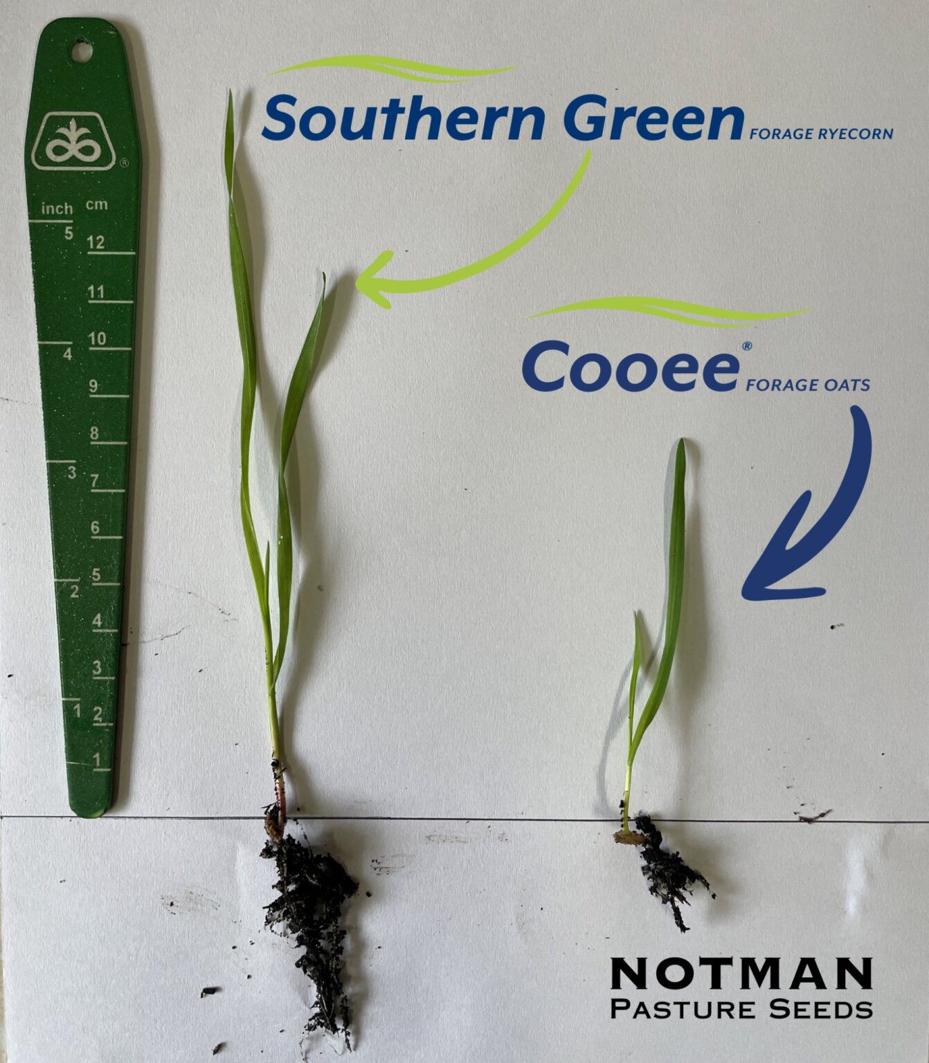 Southern Green Forage Ryecorn - Notman Pasture Seeds Australia