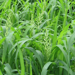 Millet - Notman Pasture Seeds Australia