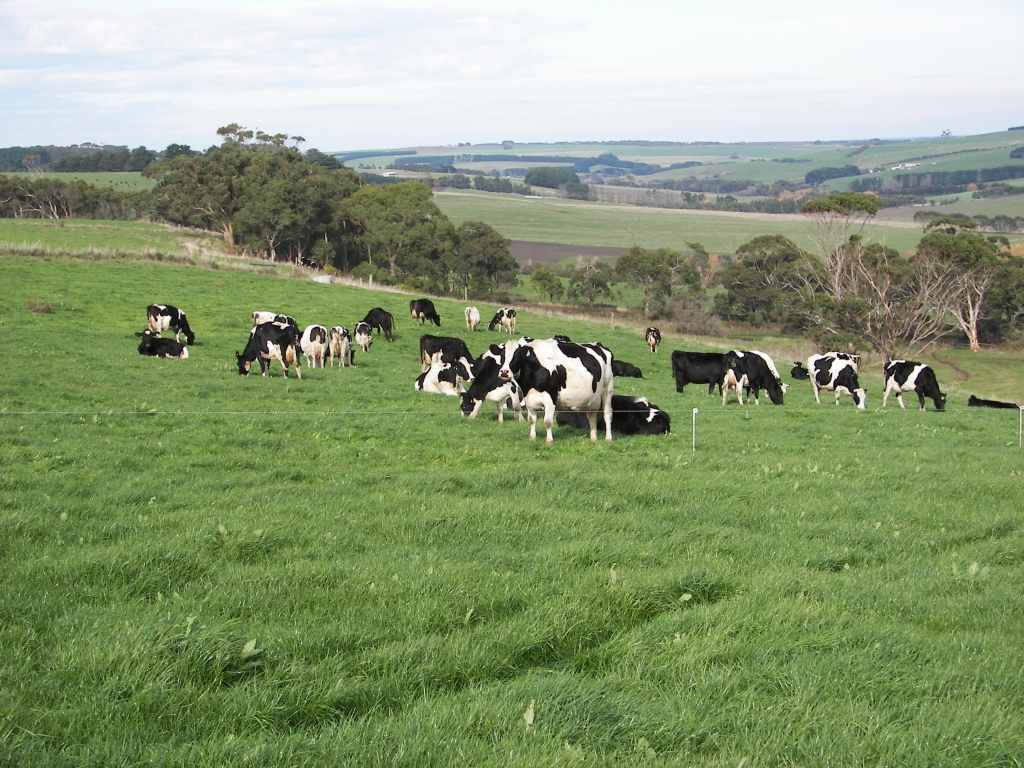 Pasture Advice | Notman Pasture Seeds