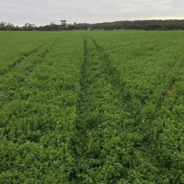 Lucerne - Notman Pasture Seeds Australia