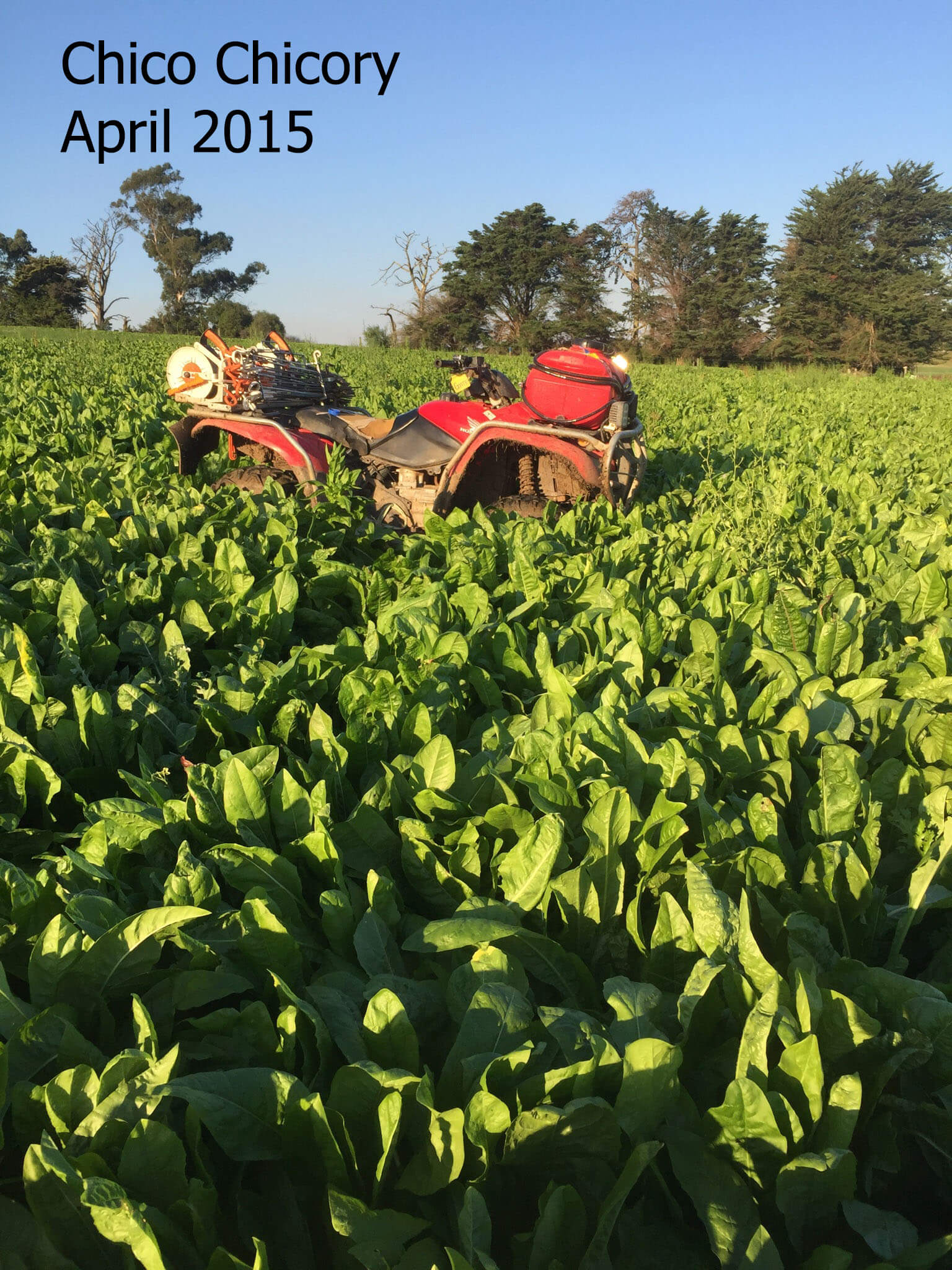 Chico Chicory - a proven champion - Notman Pasture Seeds Australia