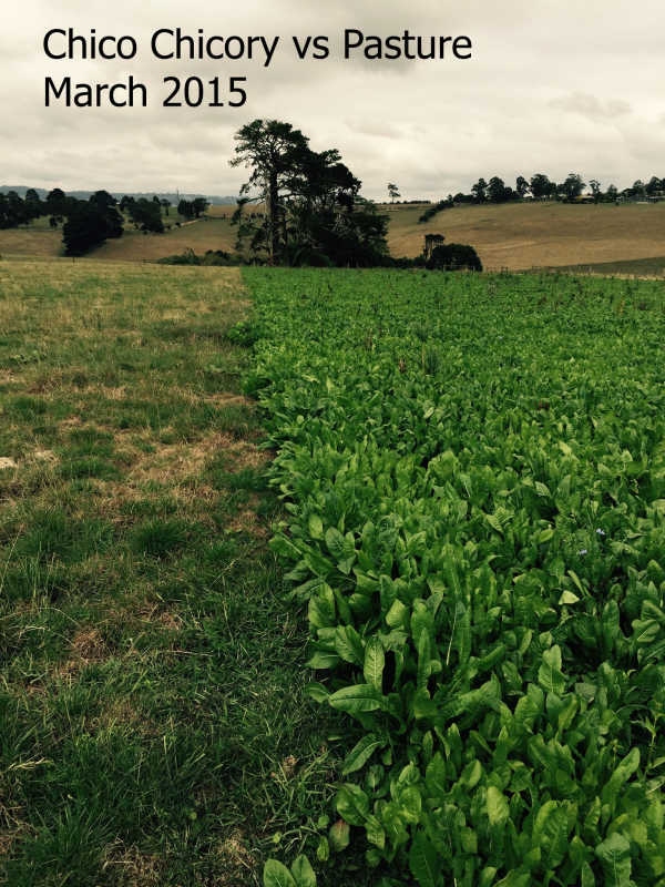 Chico Chicory - a proven champion - Notman Pasture Seeds Australia