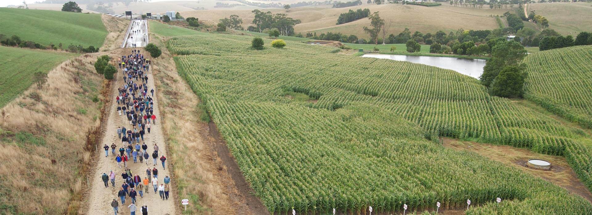 Notman Pasture Seeds | Pasture, seed mixes, forage crops, maize & turf