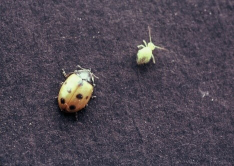 Lucerne Flea Control - Notman Pasture Seeds Australia