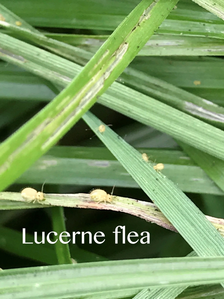 Lucerne Flea Control - Notman Pasture Seeds Australia