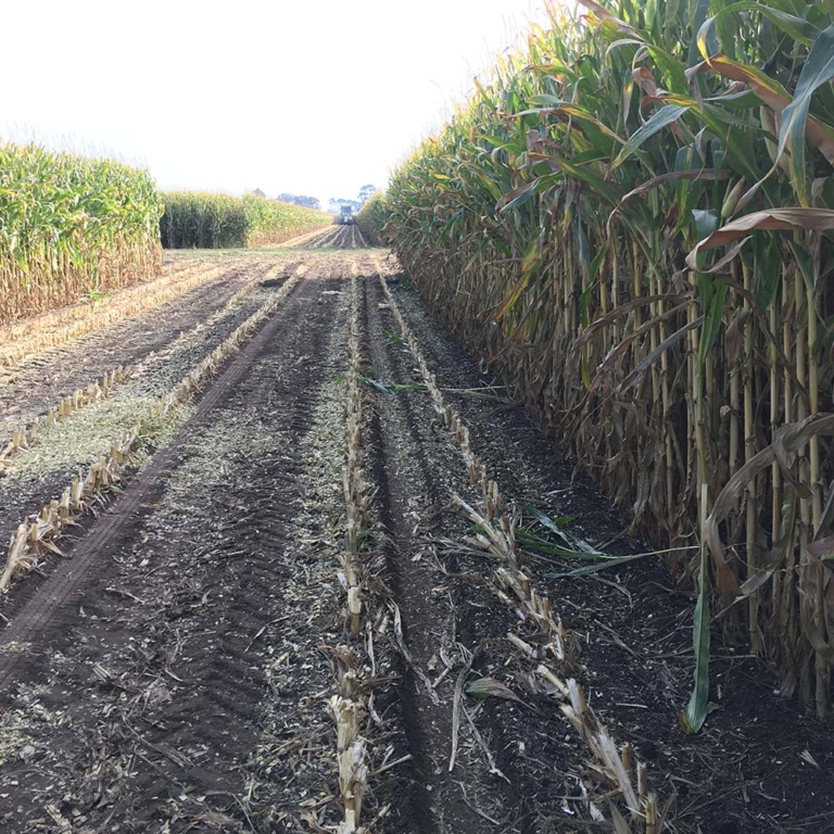 Maize - Notman Pasture Seeds Australia