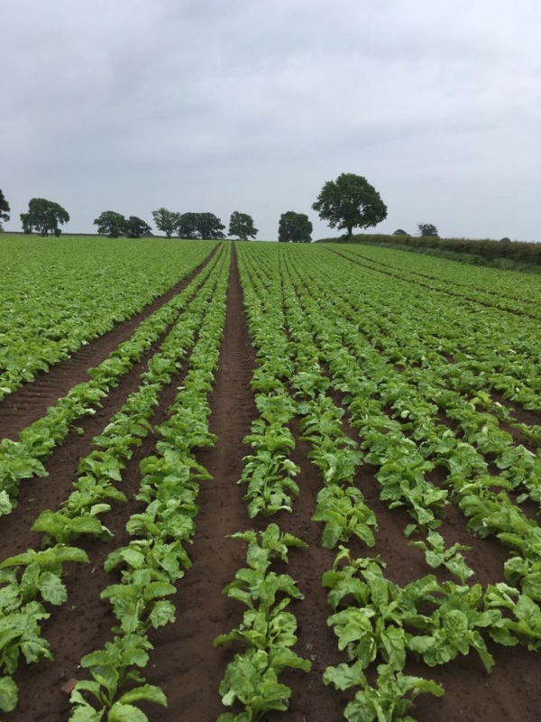 Fodder Beet | Available from Notman Pasture Seeds