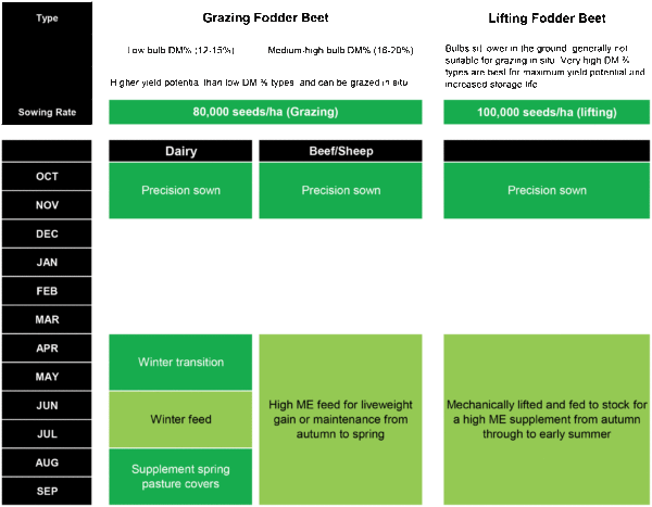 Fodder Beet - Sowing & Management Recommendations - Notman Pasture ...