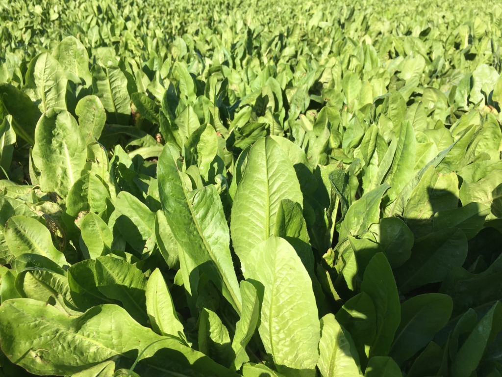 Notman Pasture Seeds