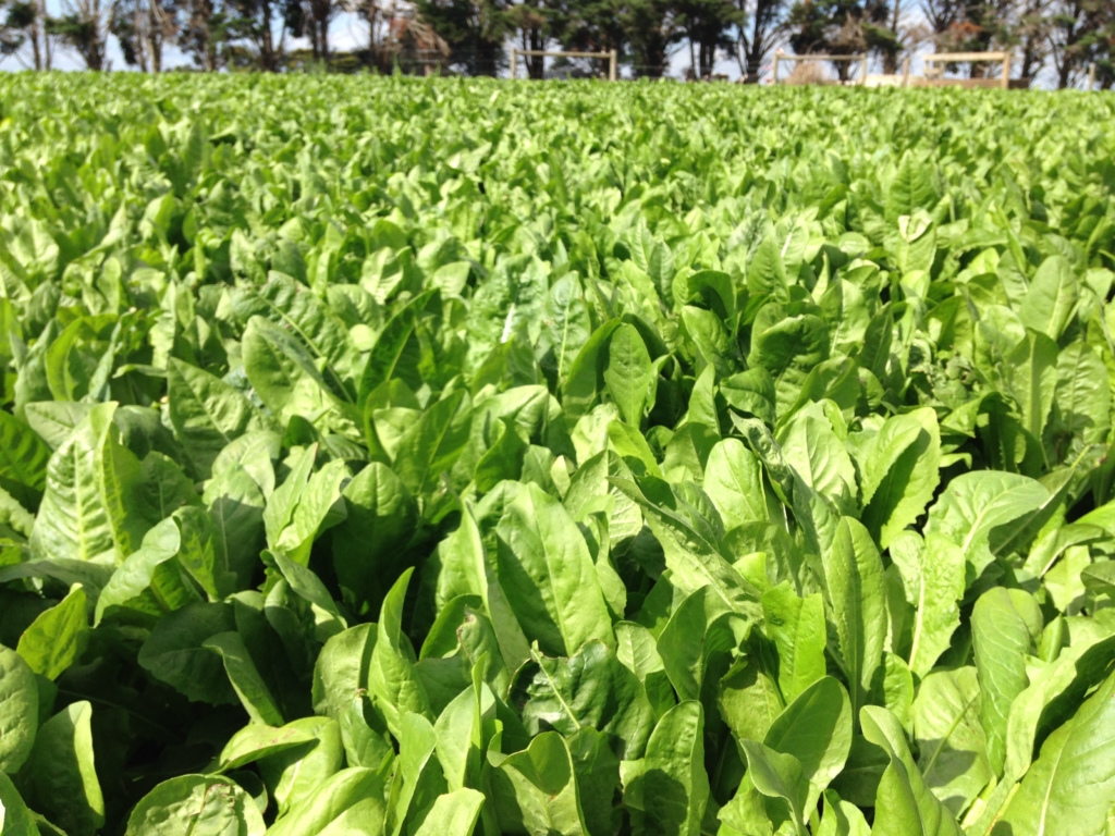 Notman Pasture Seeds