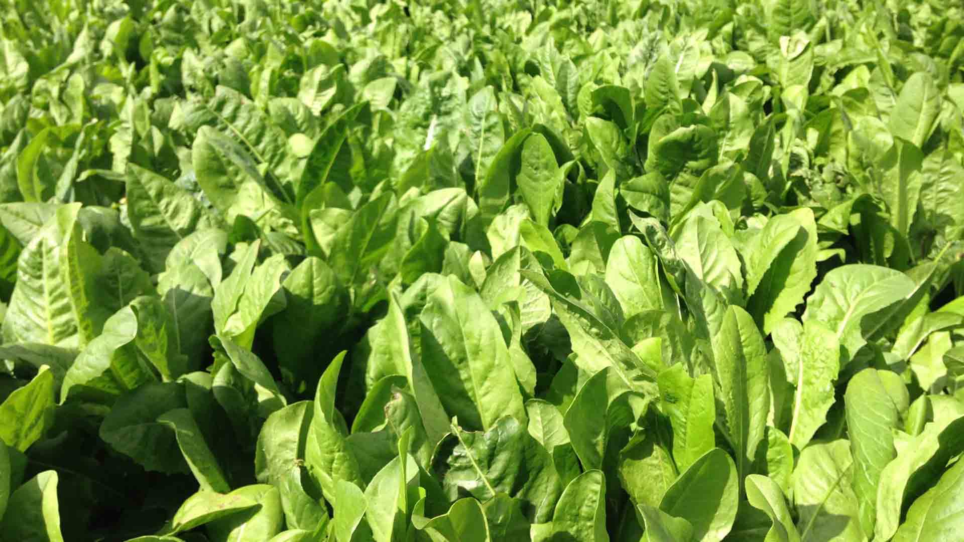 Notman Pasture Seeds