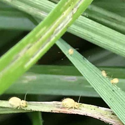 Lucerne Flea Control - Notman Pasture Seeds Australia