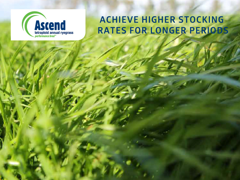 Ascend Tetraploid Annual Ryegrass - Notman Pasture Seeds Australia