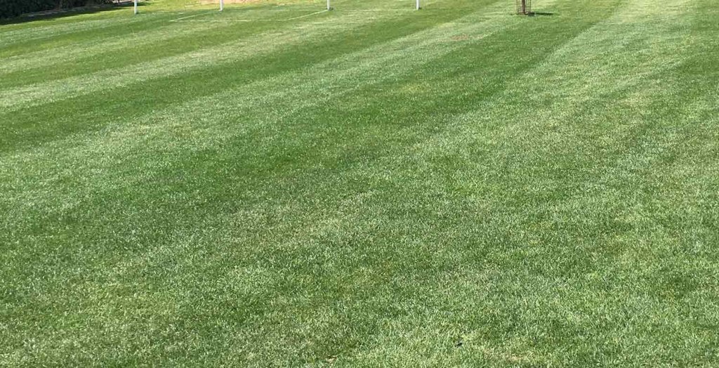 Step by step guide to establishing turf & lawn - Notman Pasture Seeds ...