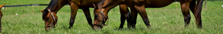 Equine Pasture Blends - Notman Pasture Seeds Australia