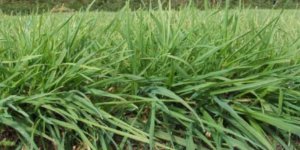 Equine Pasture Blends - Notman Pasture Seeds Australia