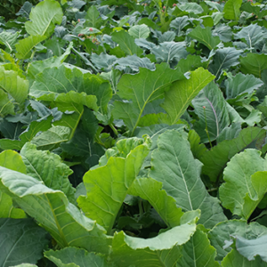 Coleor Kale - Notman Pasture Seeds Australia