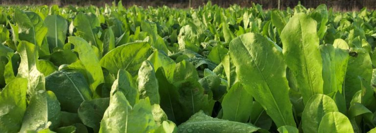 Chicory - Notman Pasture Seeds Australia