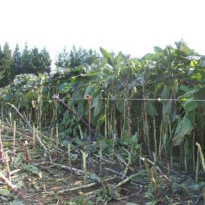 Kale - Notman Pasture Seeds Australia