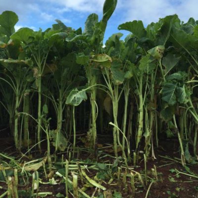 Kale - Notman Pasture Seeds Australia