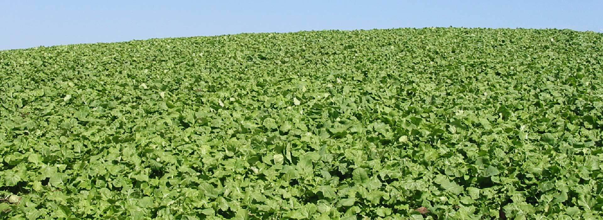 Notman Pasture Seeds | Pasture, seed mixes, forage crops, maize & turf