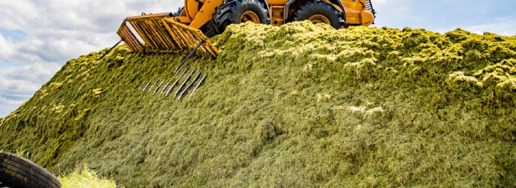 How 11CFT Inoculant Breaks Down Lignin & Makes Feed More Valuable ...