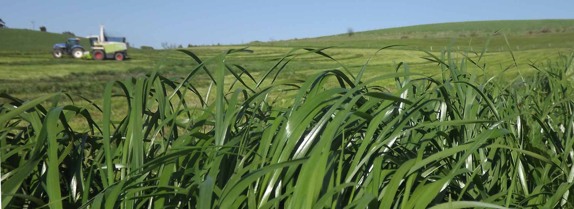 Pasture Advice | Notman Pasture Seeds