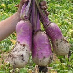 Notman Pasture Seeds