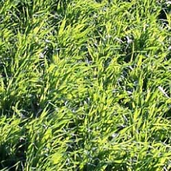 Notman Pasture Seeds