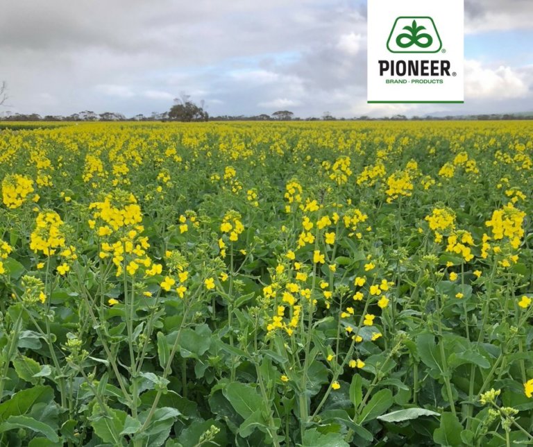 Canola - Notman Pasture Seeds Australia
