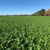 Multi Species Pasture Blends - Notman Pasture Seeds Australia