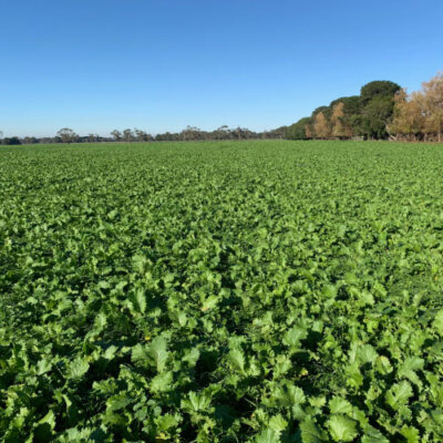 Multi Species Pasture Blends - Notman Pasture Seeds Australia