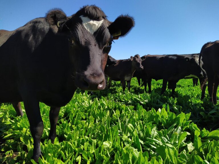 Chicory - a proven winner in Gippsland - Notman Pasture Seeds Australia
