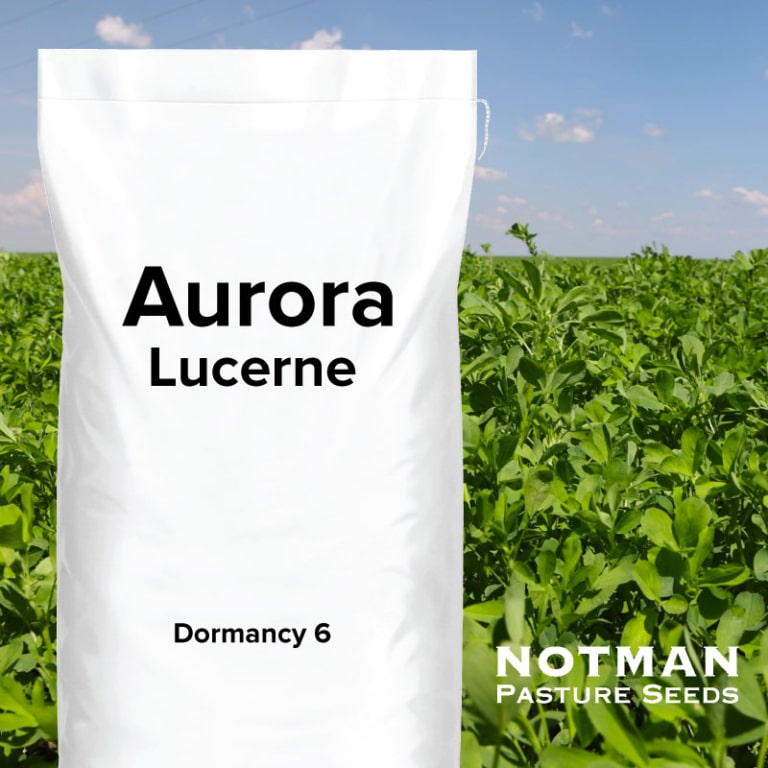 Lucerne - Notman Pasture Seeds Australia