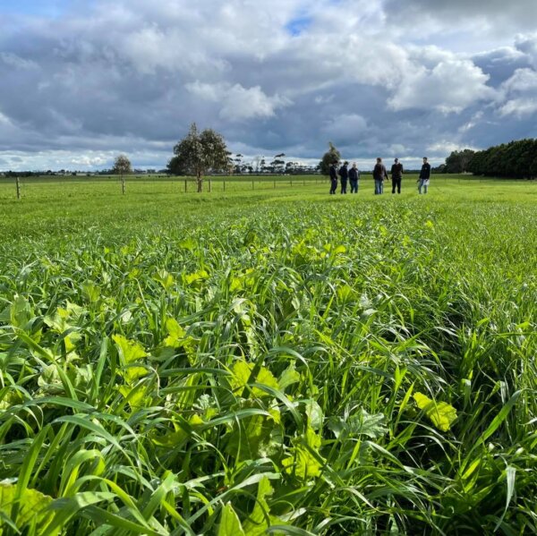 Forage Radish - Notman Pasture Seeds Australia