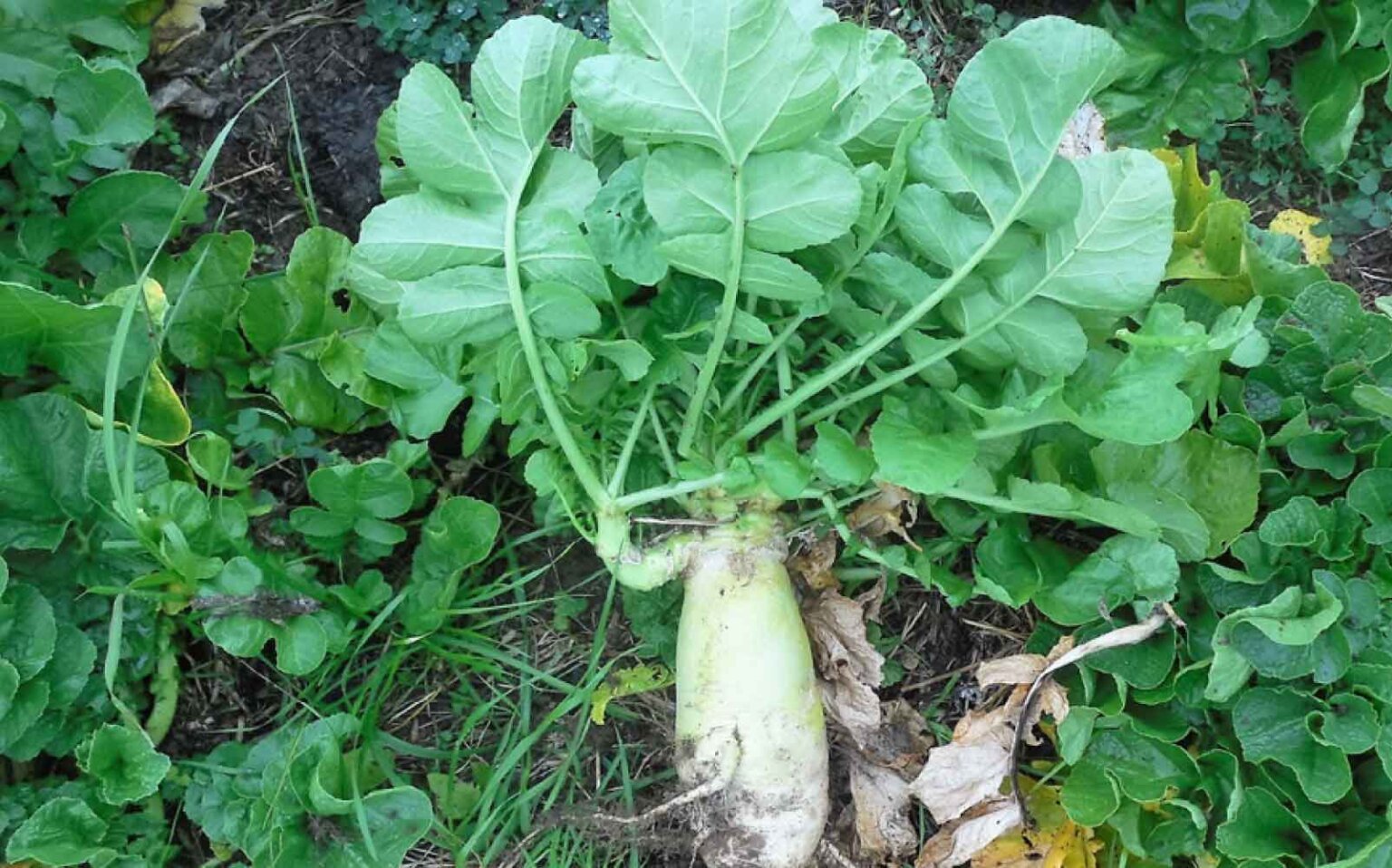 Forage Radish - Notman Pasture Seeds Australia
