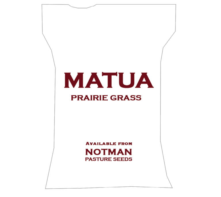Matua Prairie Grass - Notman Pasture Seeds Australia
