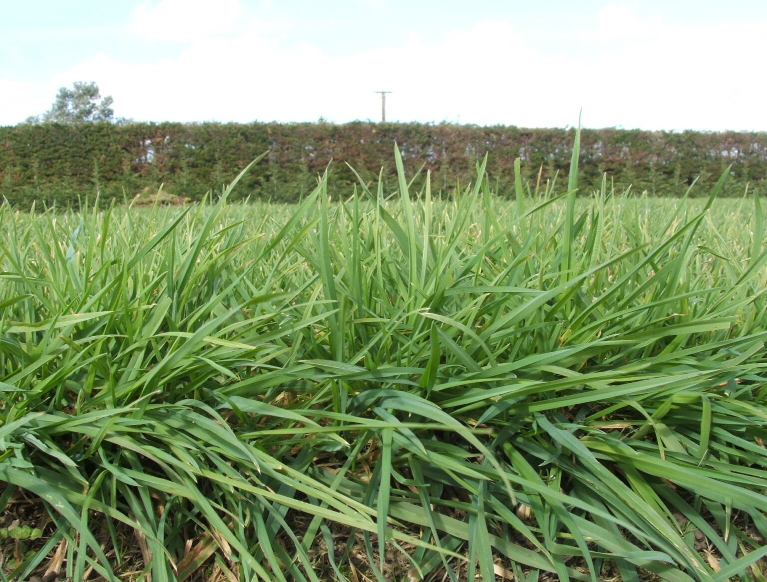 Cocksfoot - Notman Pasture Seeds Australia