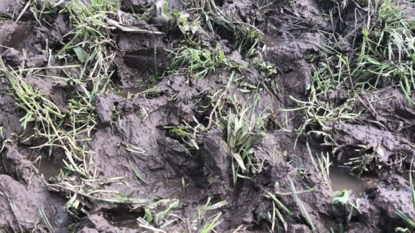 Pasture recovery from pugging damage - Notman Pasture Seeds Australia