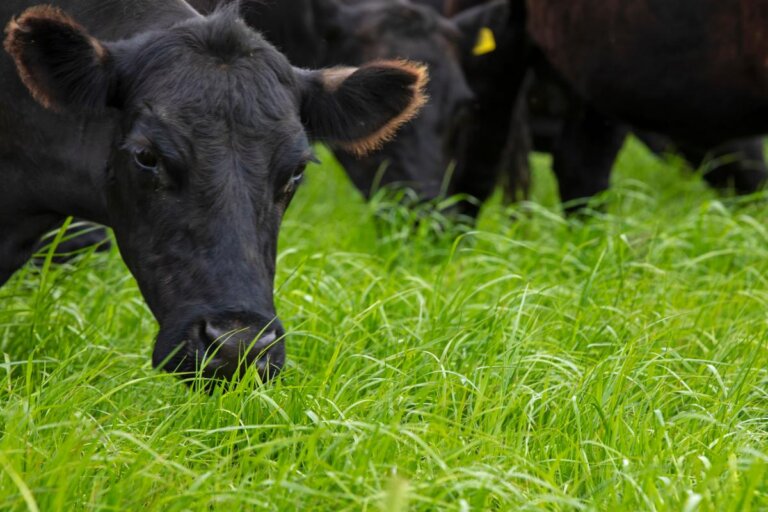 Hybrid Ryegrass - Notman Pasture Seeds Australia