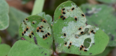 Pasture Advice | Notman Pasture Seeds