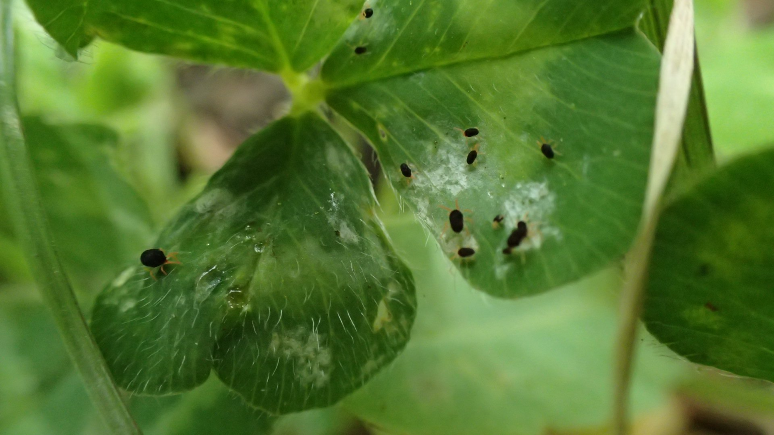 High risk redlegged earth mite season - Notman Pasture Seeds Australia