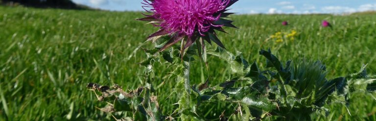 Thistle management strategies - Notman Pasture Seeds Australia
