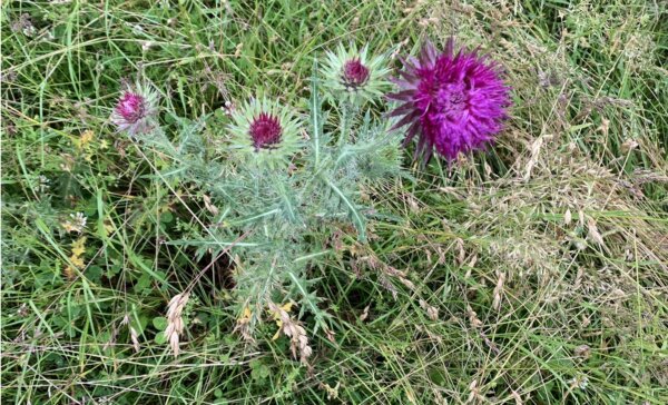 Thistle management strategies - Notman Pasture Seeds Australia
