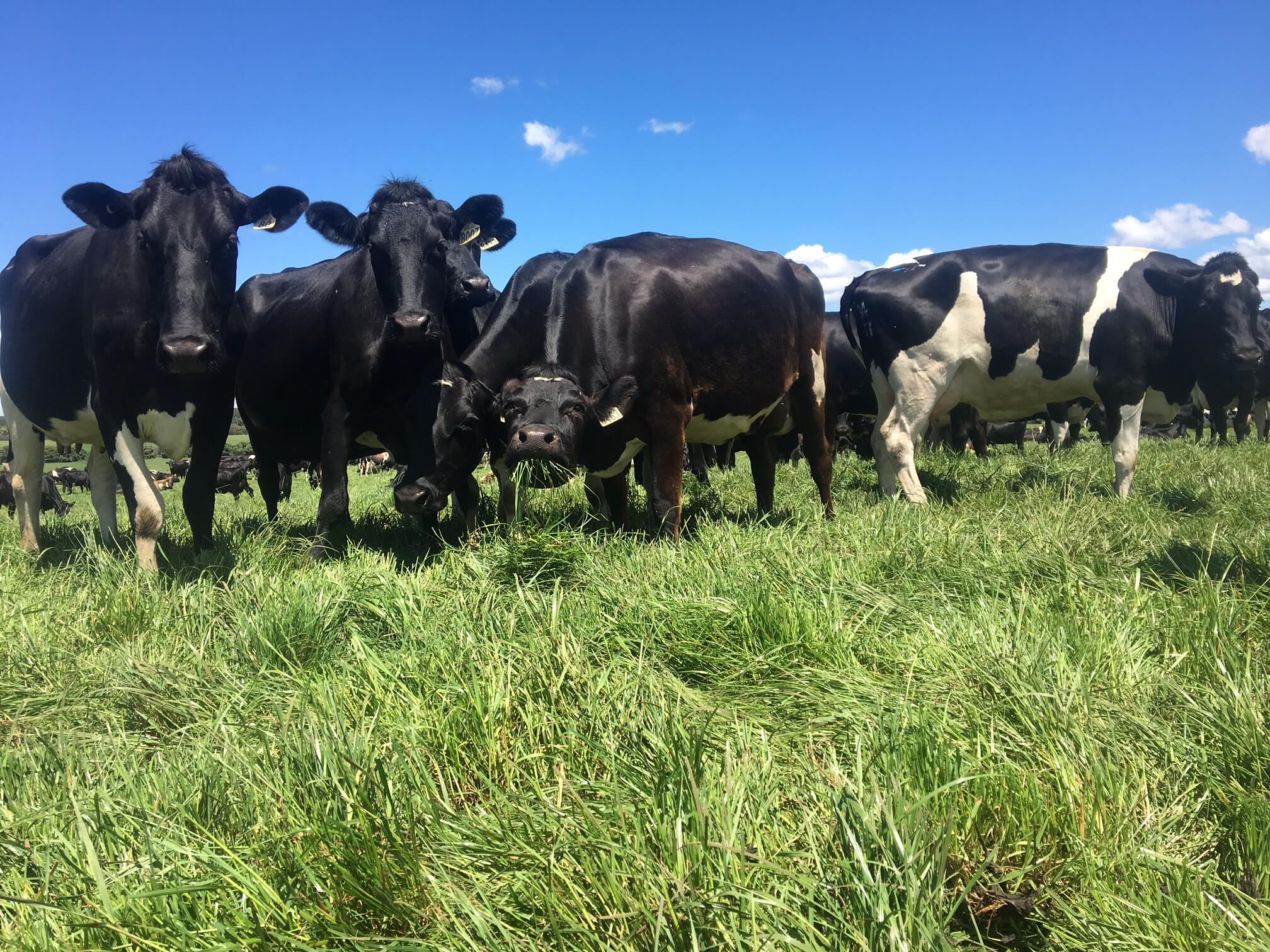 Choosing a Perennial Ryegrass - Notman Pasture Seeds Australia