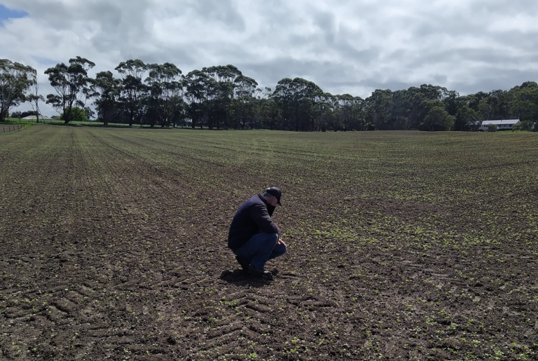 Using summer forages - agronomy with Andrew Allsop - Notman Pasture ...