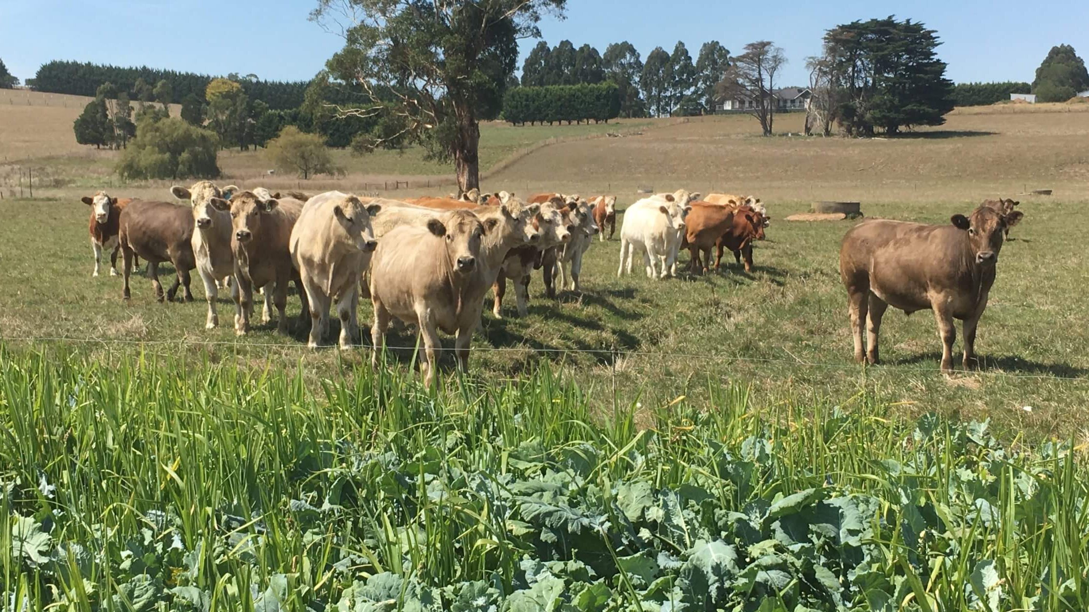Top Crop Millet & Rape agronomy with Jonathan Town - Notman Pasture ...