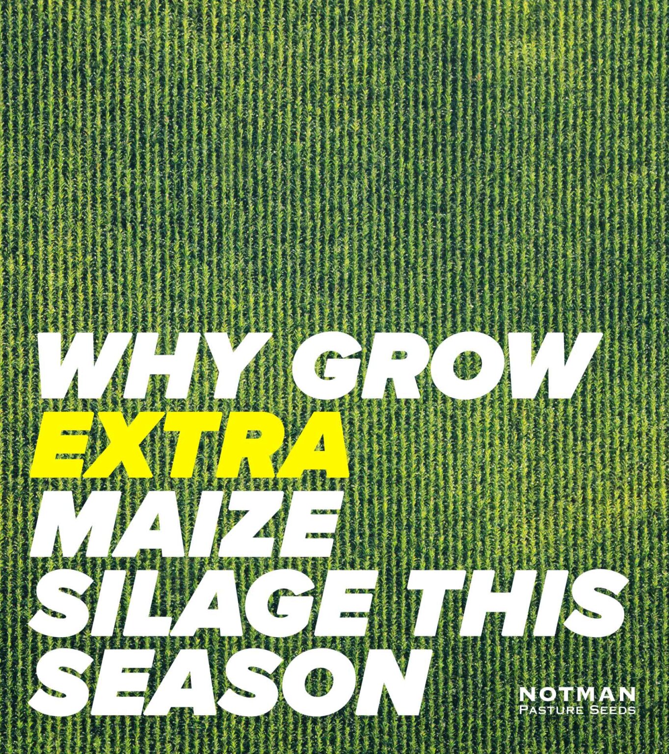 Maize Advice - Notman Pasture Seeds Australia